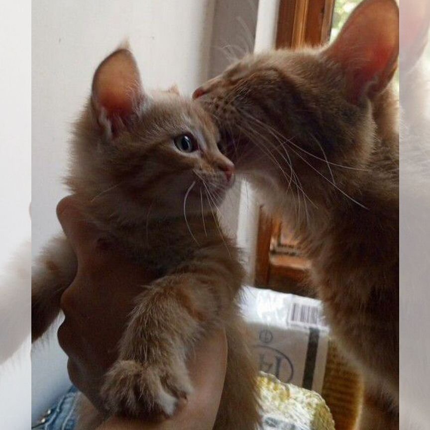 Мейн-кун котёнок