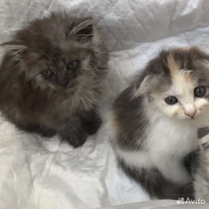 Котята 1,5-2 мес девочки