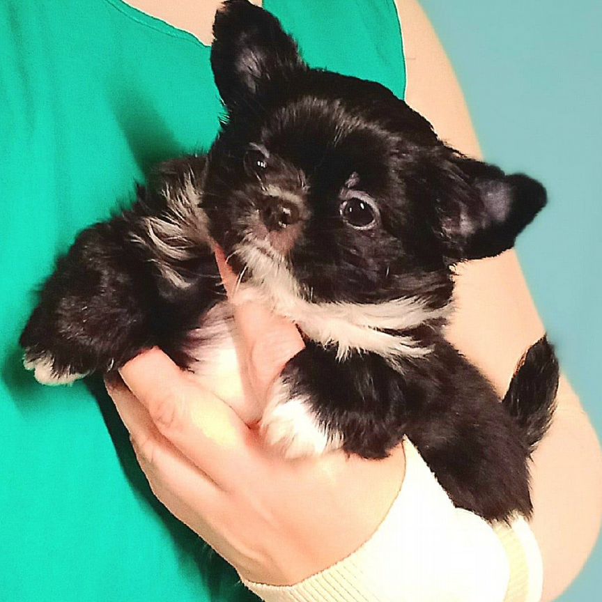 Чихуахуа, щенок