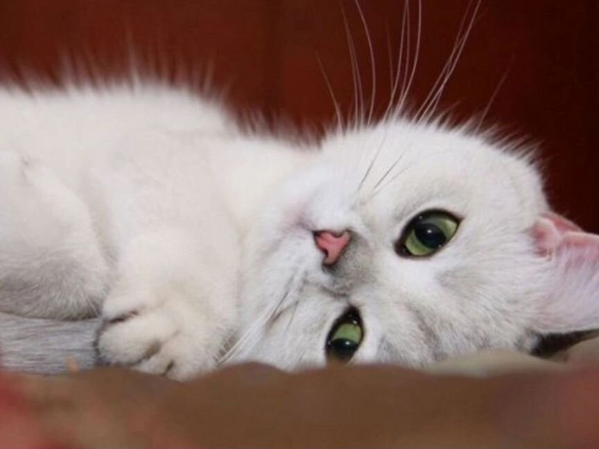 Британская Кошка