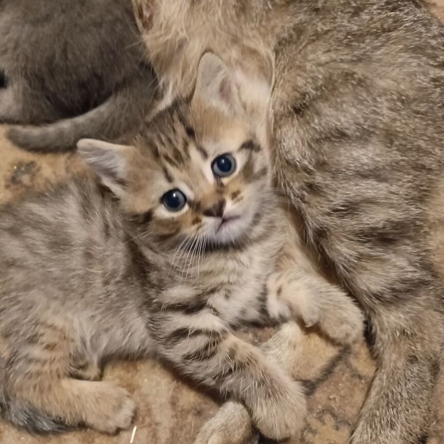 Отдам в добрые руки котёнка