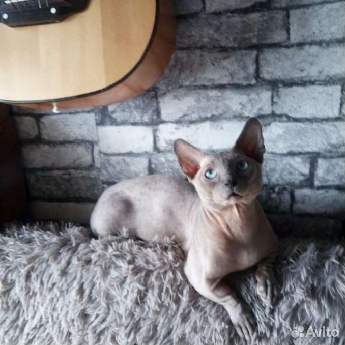 Вязка бамбино