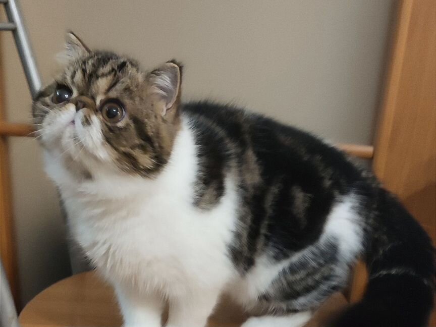 Котик экзот Рамзес