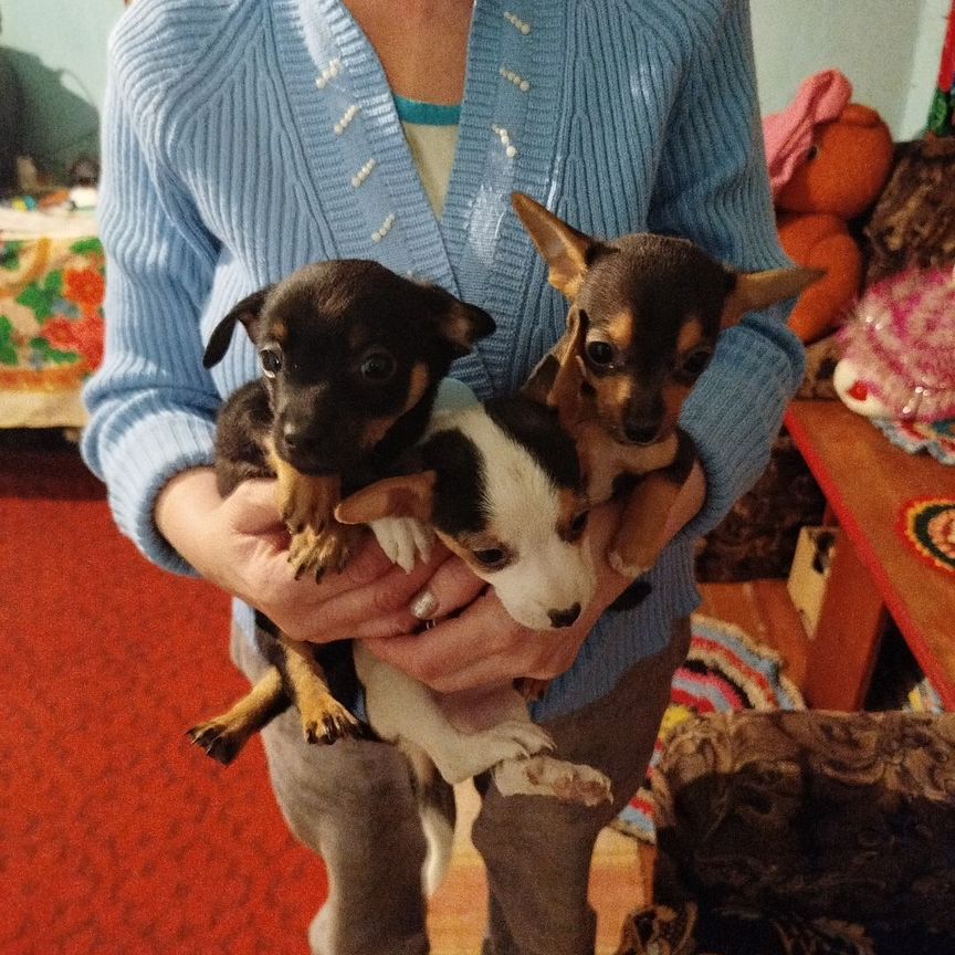 Чихуахуа, щенок