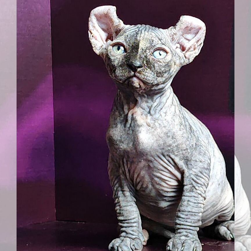 Эльф котёнок