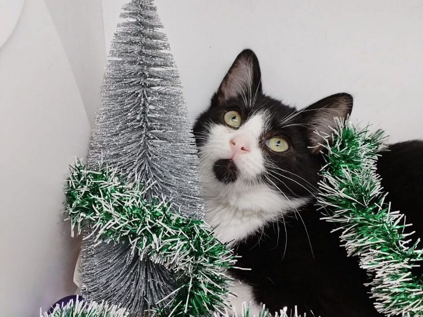 Котёнок в добрую семью