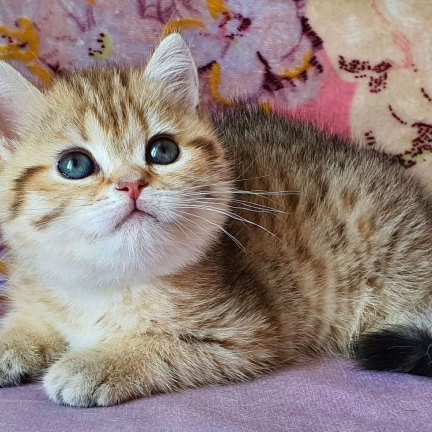 Британская золотая шиншилла