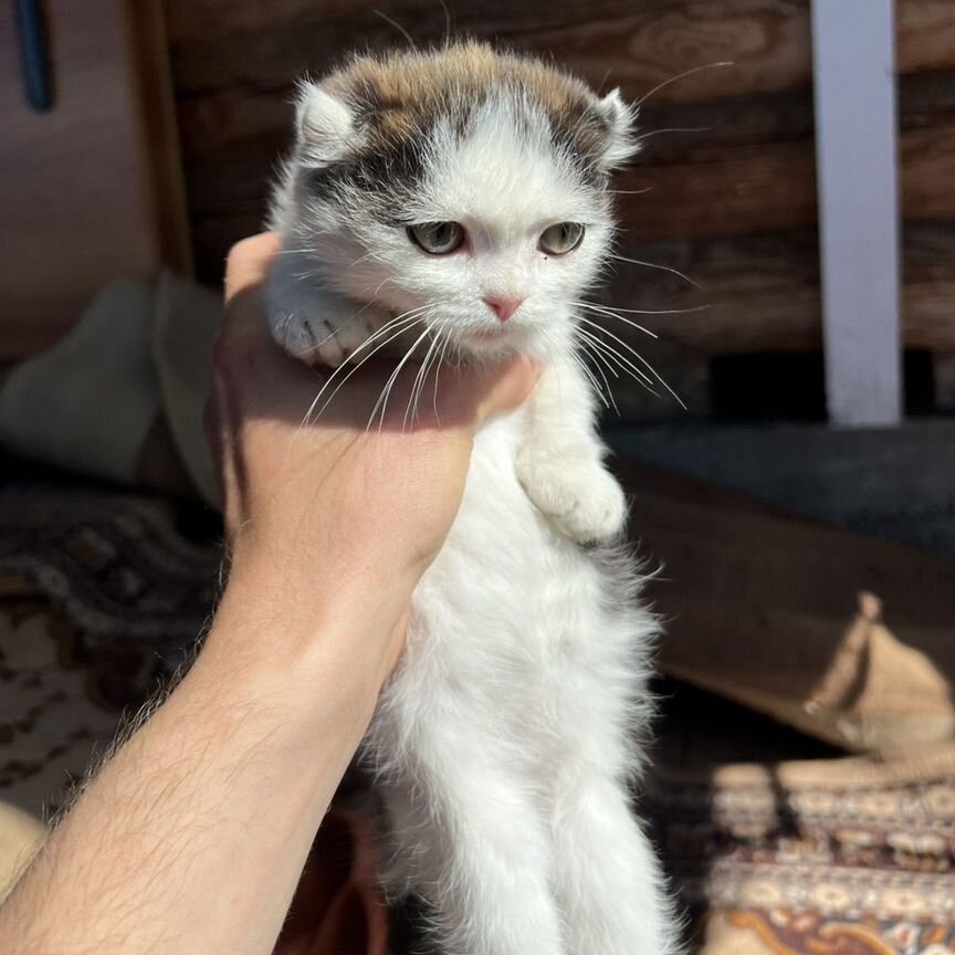 Шотландские вислоухие