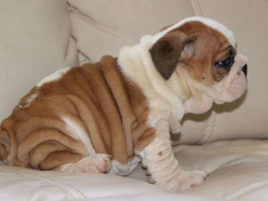 Английский бульдог