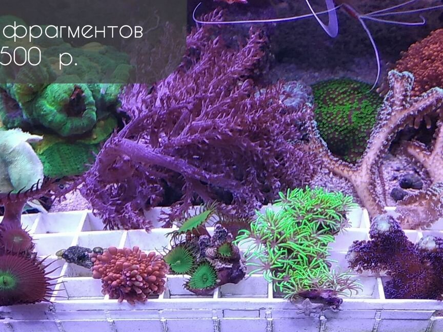 Морские кораллы для начинающих