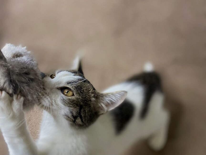 Котяточки подростки добрым сердцам