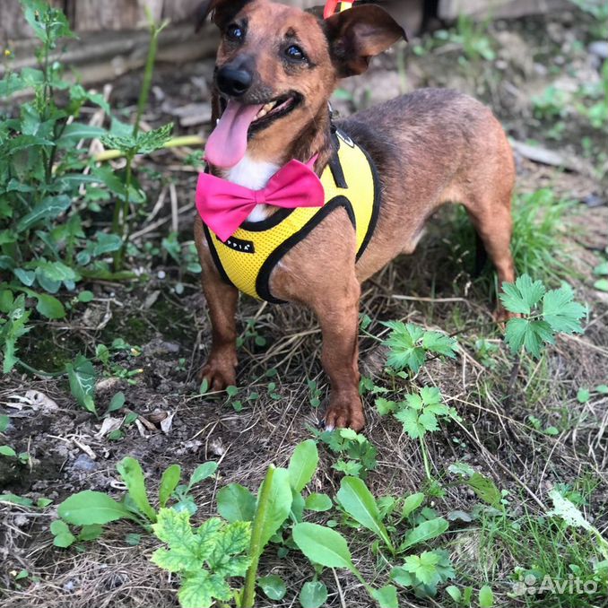 Отдам собаку таксу мальчика