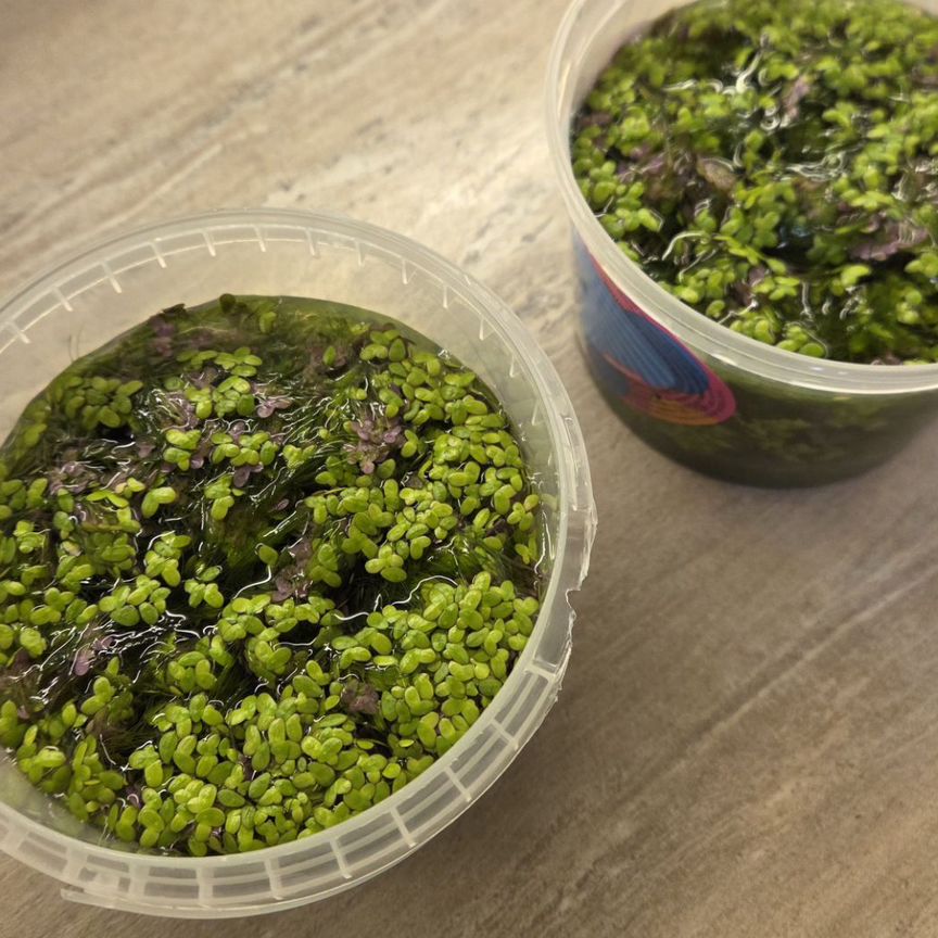 Аквариумные растения