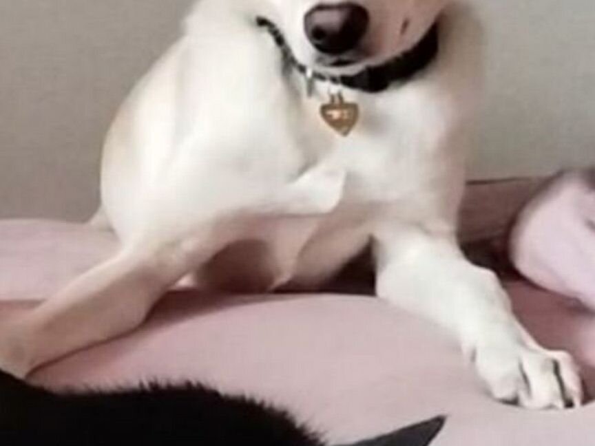 Красота и умничка в Ваш дом