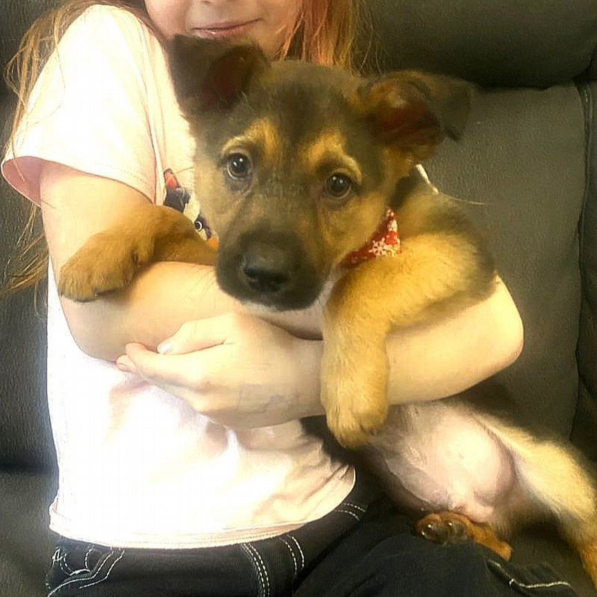 Немецкая овчарка, щенок