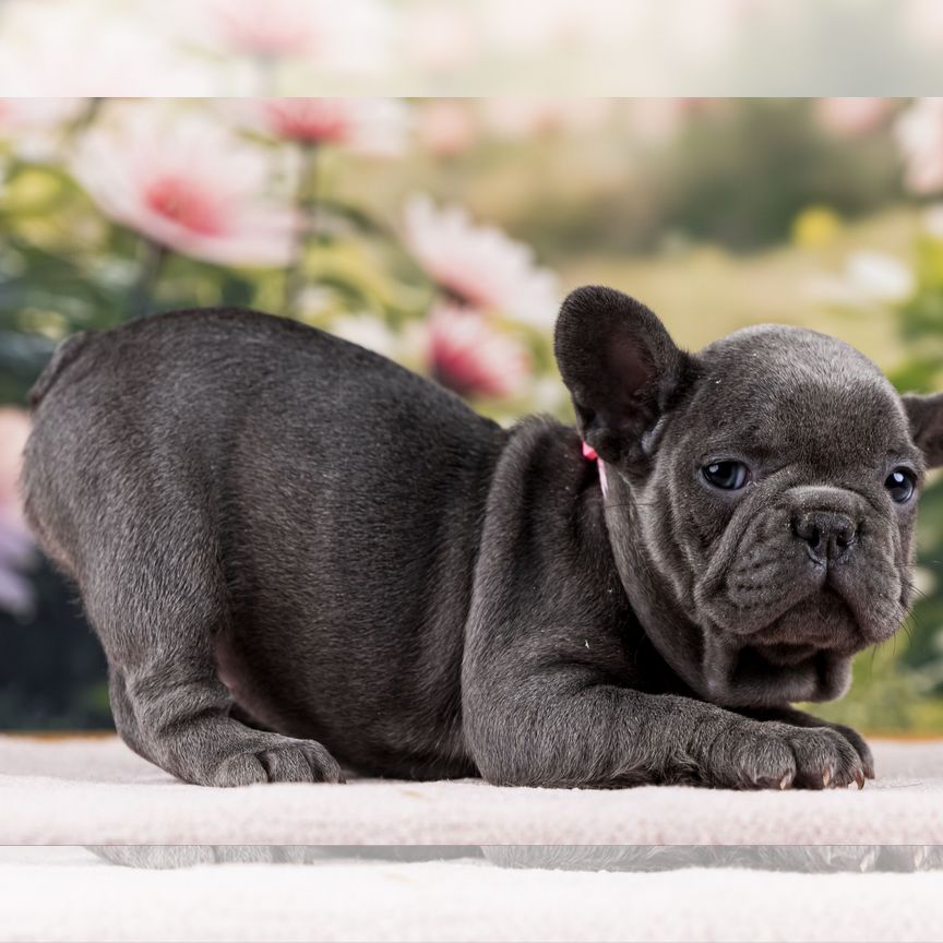 Французский бульдог, щенок