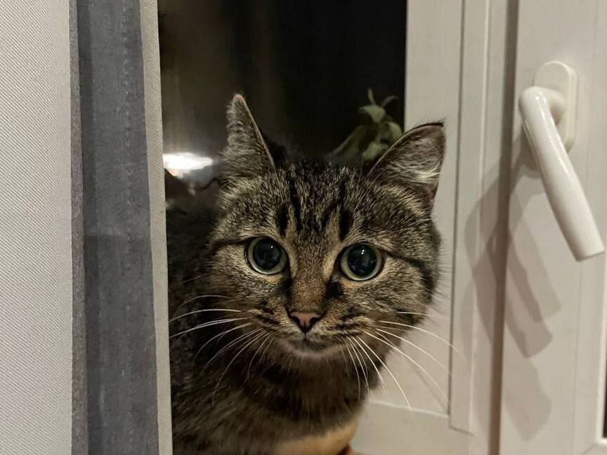 Кошка Кочечка Мила