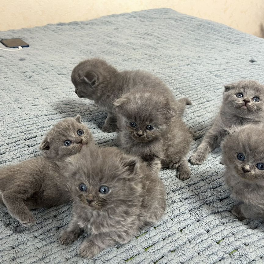 Шотландские котята