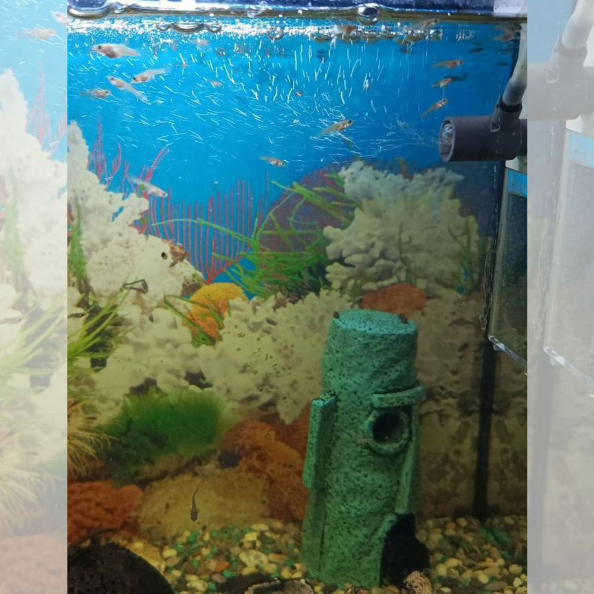 Мальки гуппи