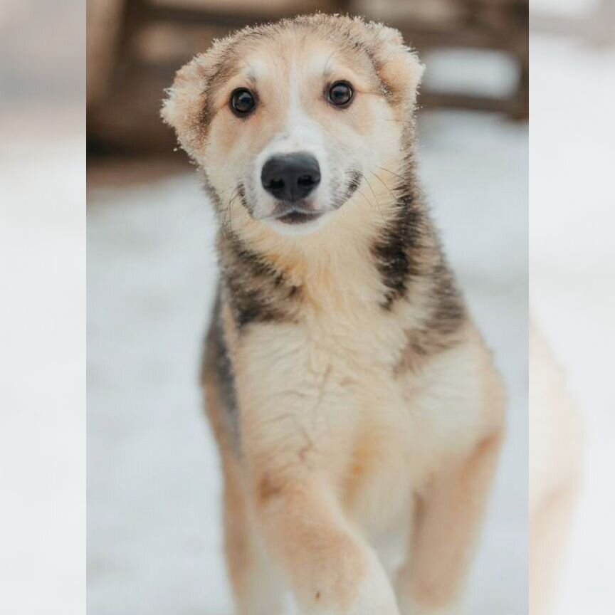 Арчик