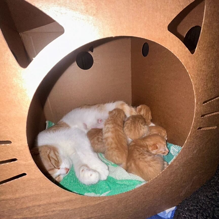 Котята в добрые руки
