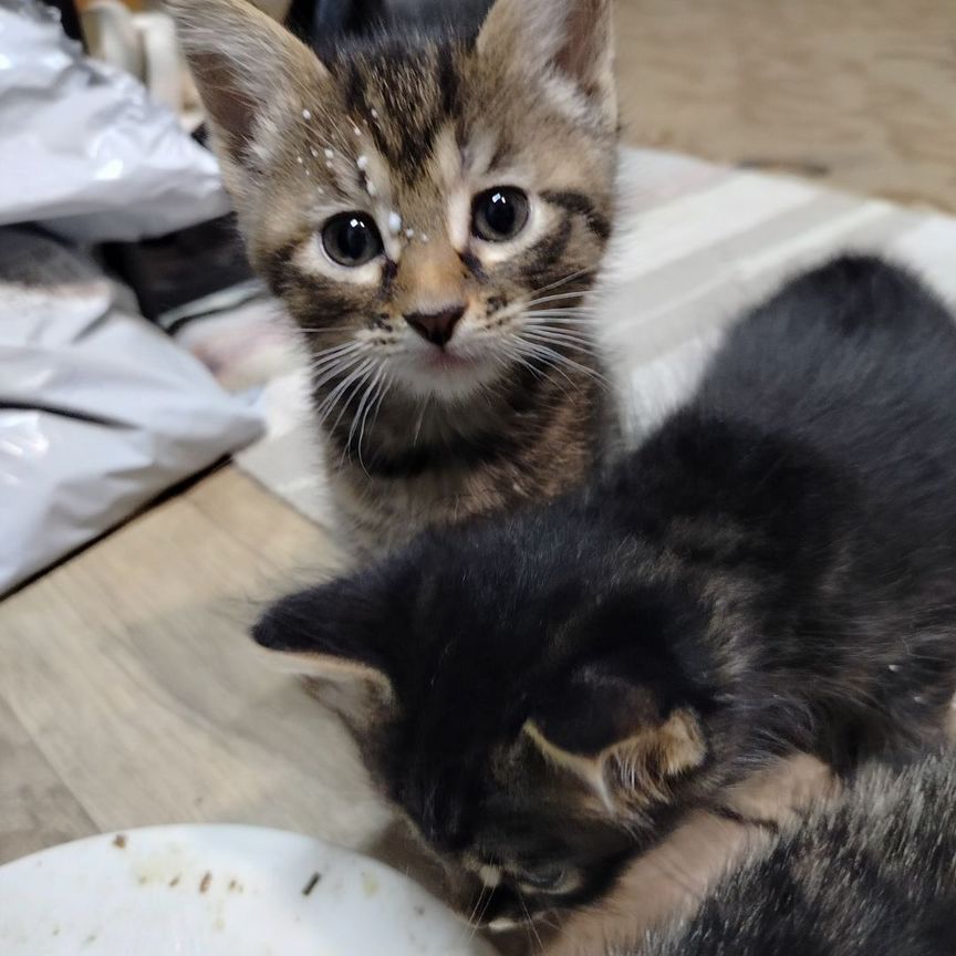 Котики бесплатно в добрые руки