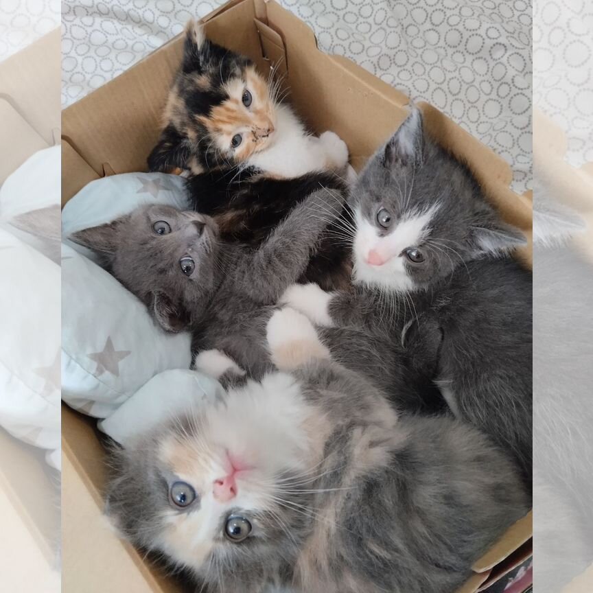 Котята в добрые руки