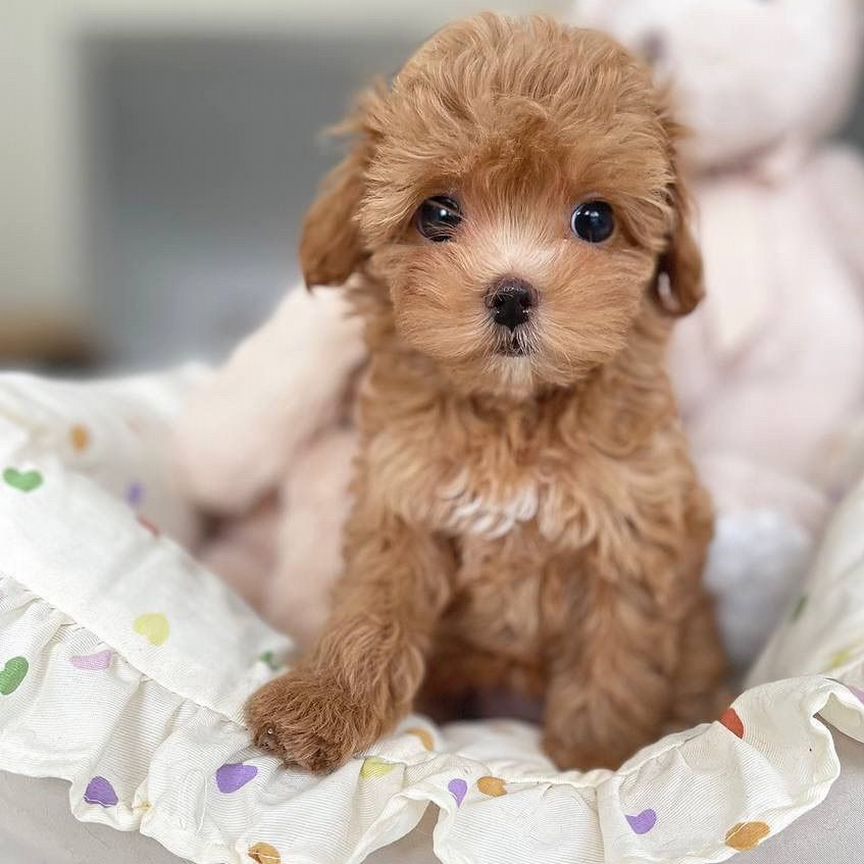 Мальтипу, щенок