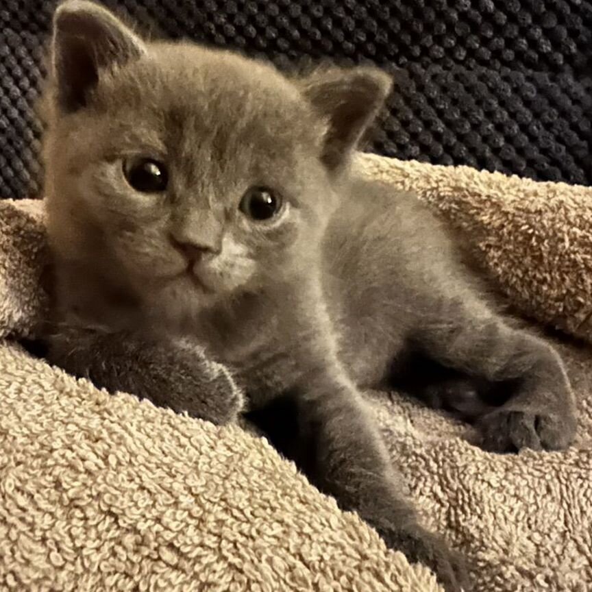 Шотландский котик