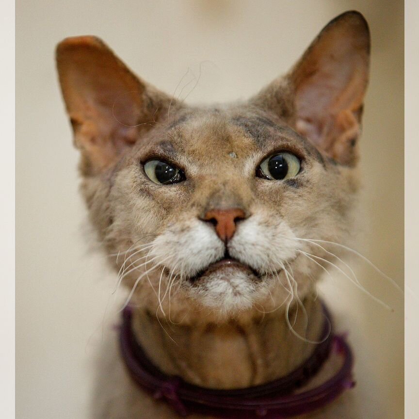 Корниш-рекс, взрослый кот