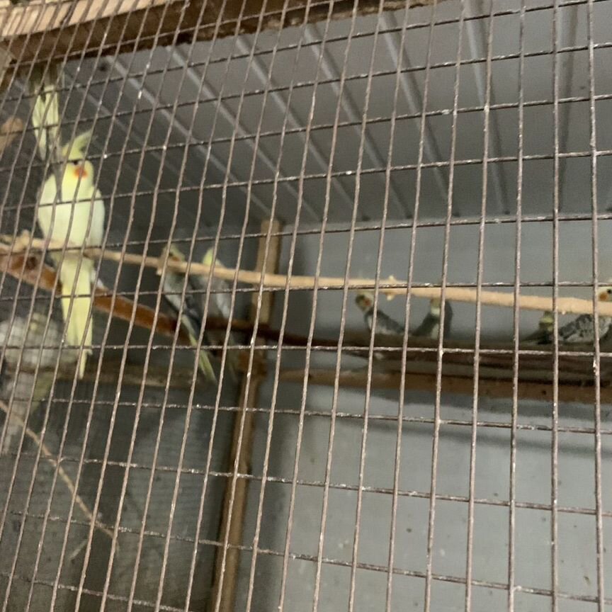 Попугай корелла 2-4месяца