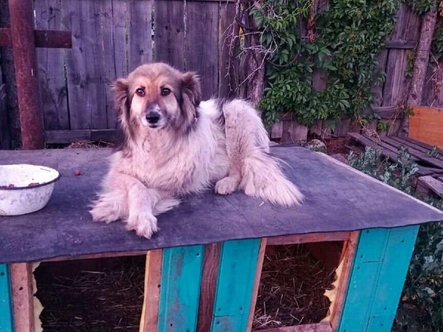 Собака в добрые руки