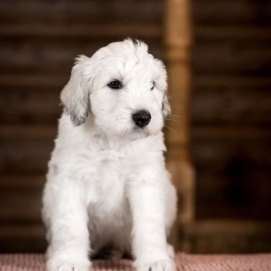 Южнорусская овчарка, щенки