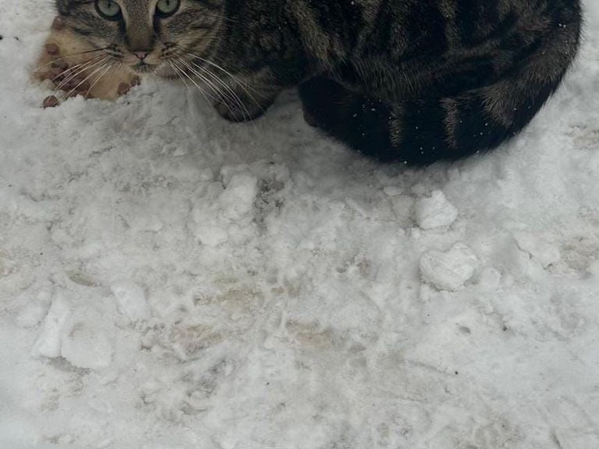Кошки в добрые руки