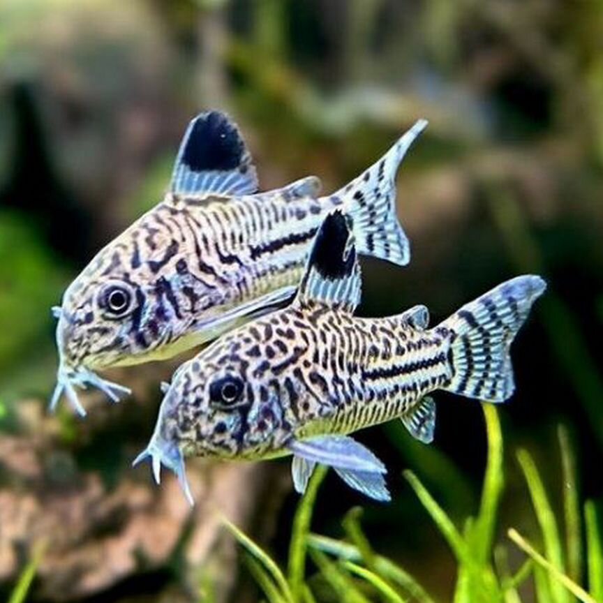 Коридорас джули обмен