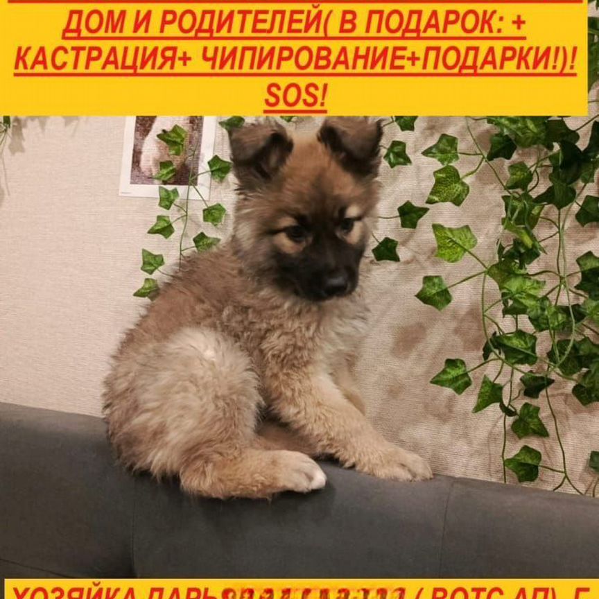 Богатырь-друг-охранник, воинственно-нежный разумно