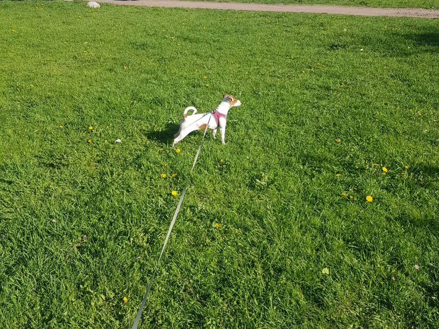 Джэк Рассел