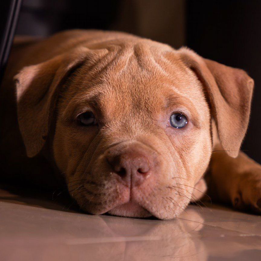 Американский булли, щенок