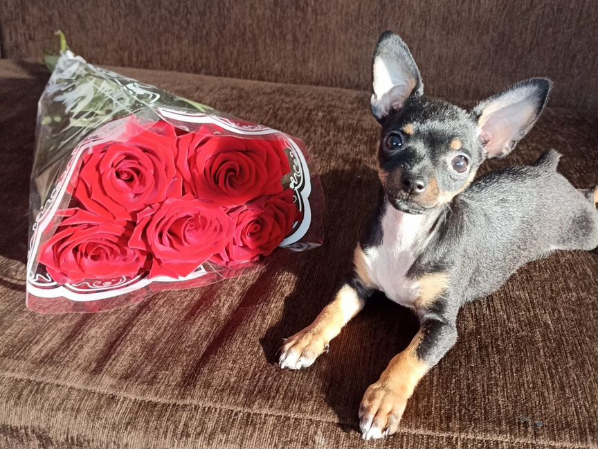 Мини той-терьер