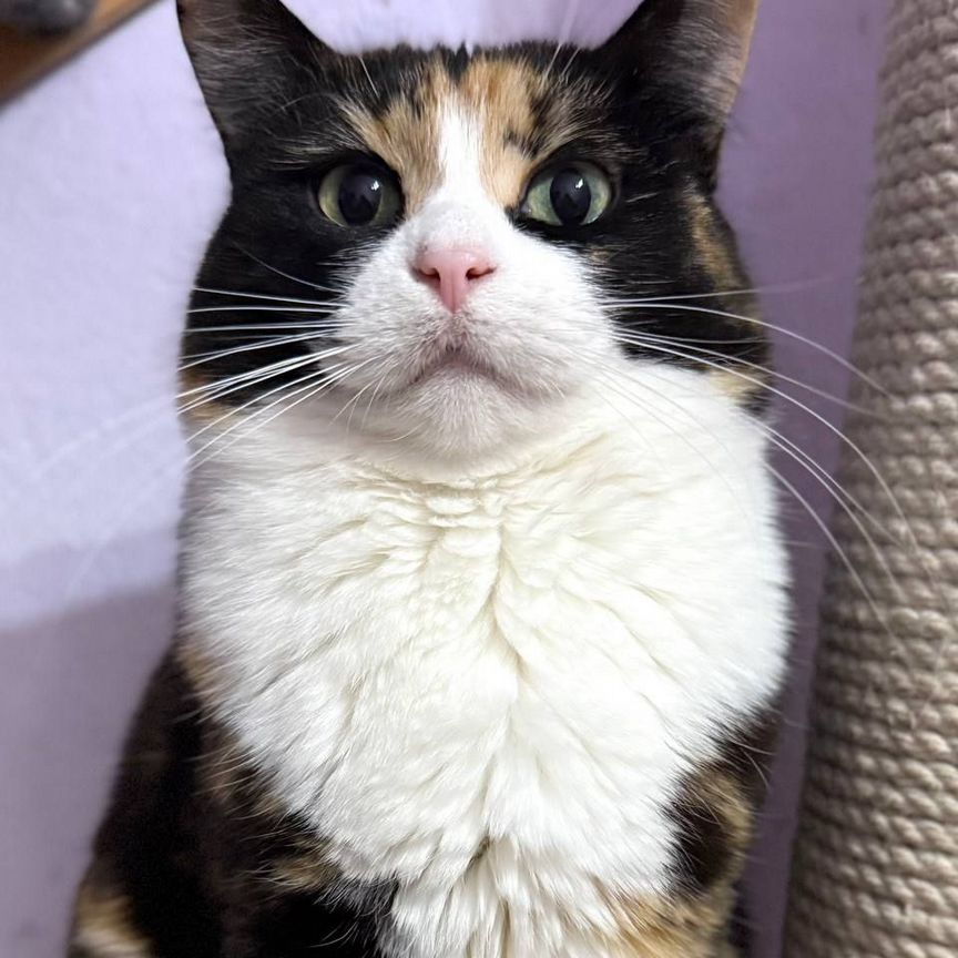 Шикарная калико. Кошка 5 лет