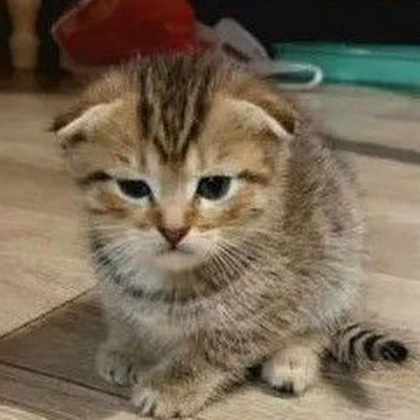 Шотландские вислоухие длиннощерстные