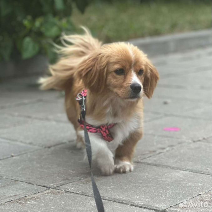 Шани ищет дом