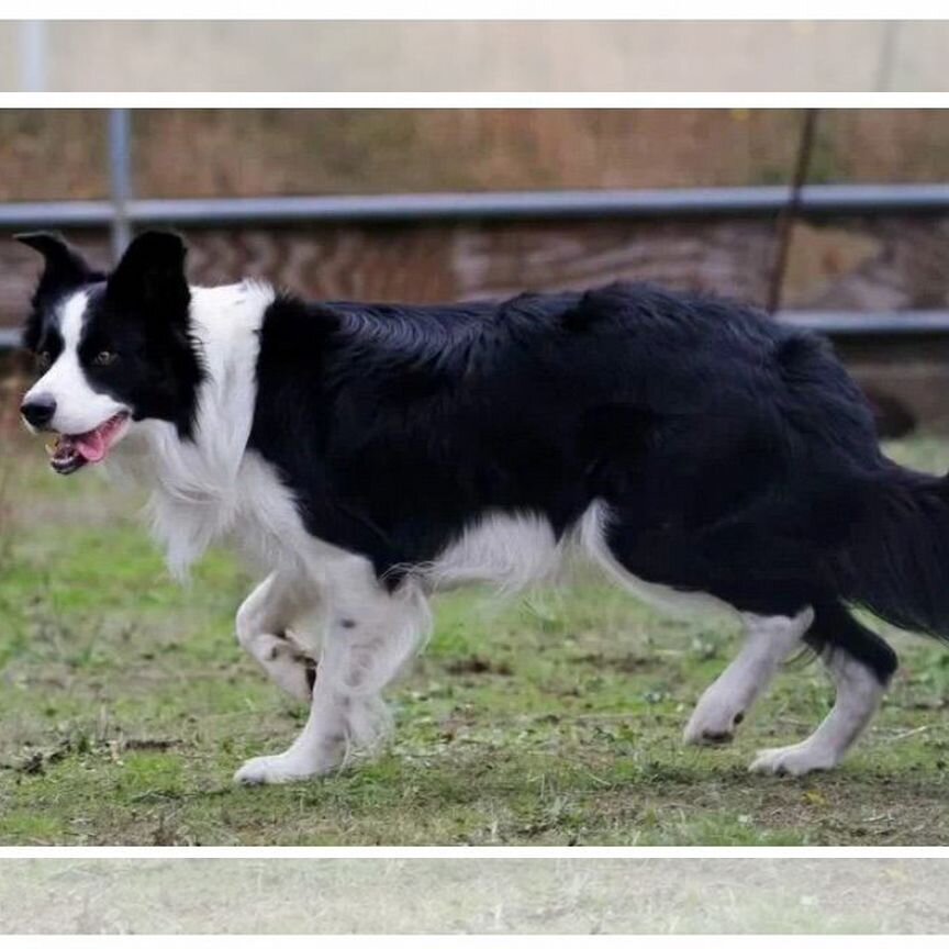 Бордер-колли, щенок