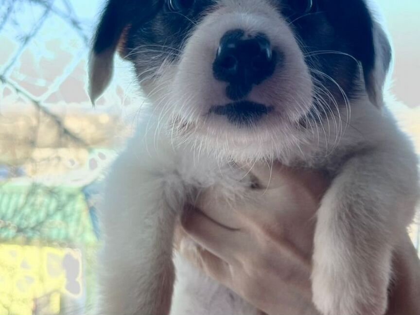 Щенок в добрые руки