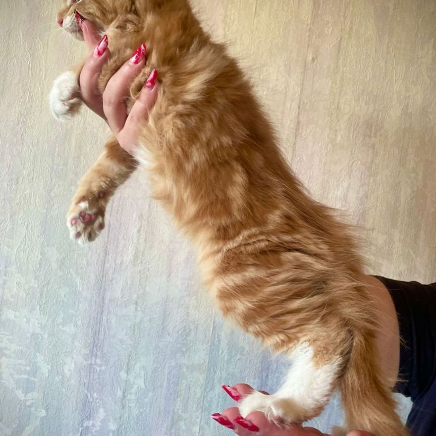 Мейнкун котик 2 месяца