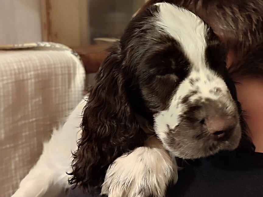 Английский Спрингер Спаниель