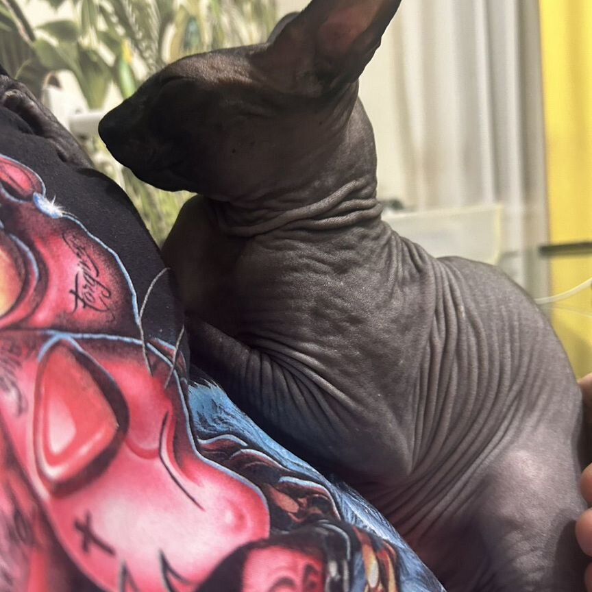 Котик в добрые руки