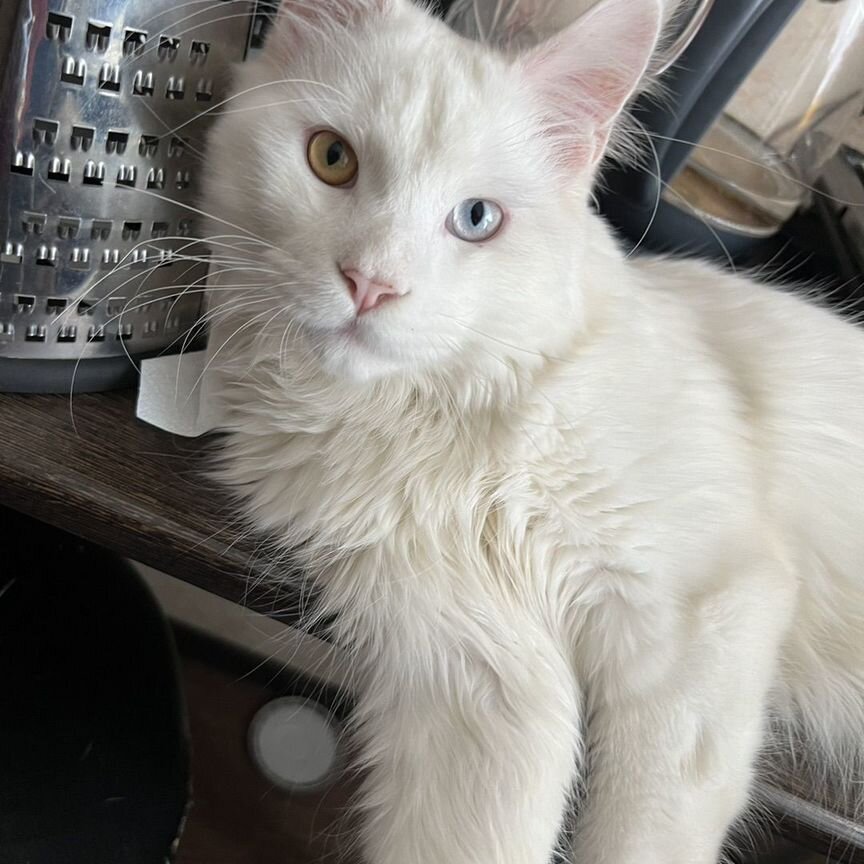 Вязка кошек