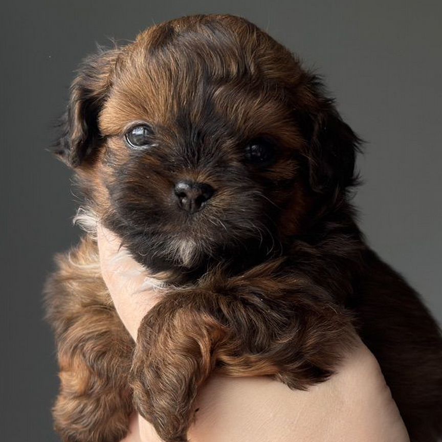 Ши-тцу, щенок