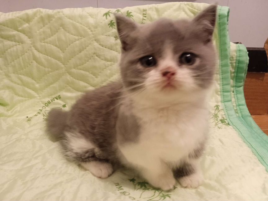 Котята манчкин кремовая девочка и голубой мальчик